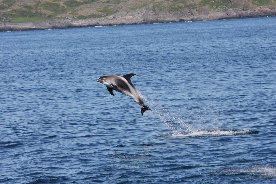Cod fishing Tours in Newfoundland - Northland Discovery