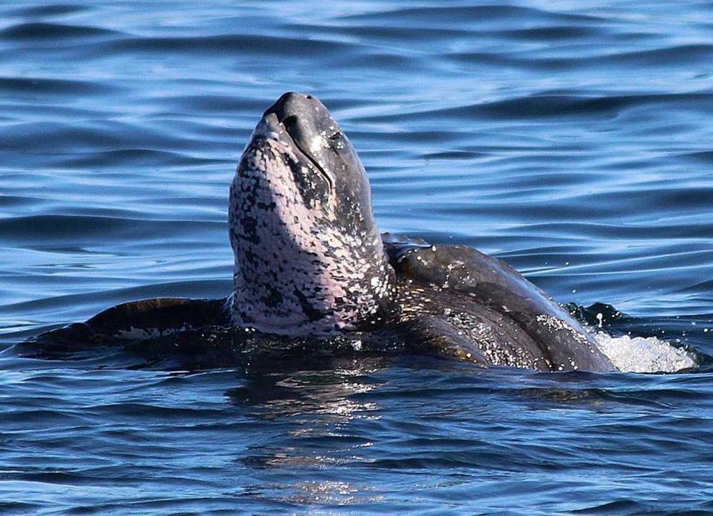 Tours - Northland Discovery Boat Tours